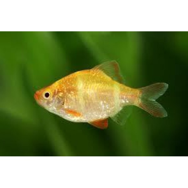 BARBUS ALBINO