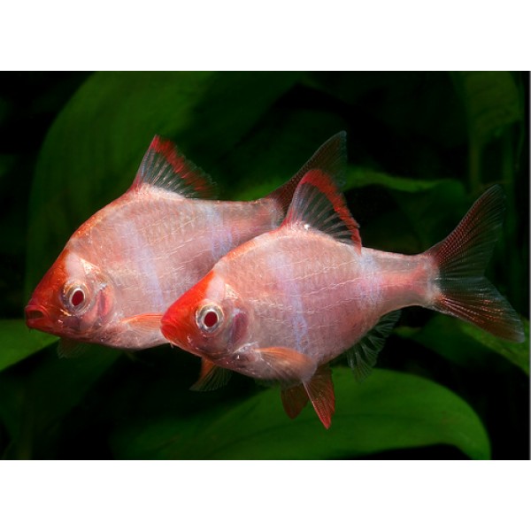 BARBUS ALBINO